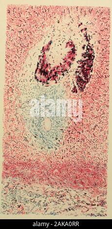 D'érythrocytes dans les vaisseaux sanguins Photo Stock - Alamy
