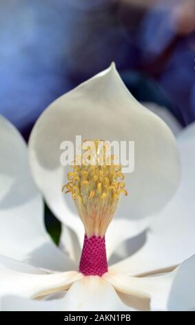 Gros plan des carpelles et des étamines d'une fleur de magnolia Photo ...