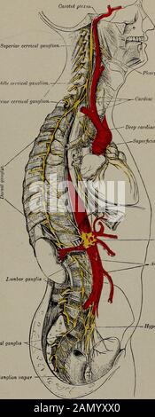 Facilité mentale et physique et suprématie; . Branches pharyngales ...
