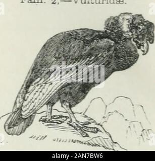 Le tremplin vers l'histoire naturelle : le retour ou vertébrés os ...