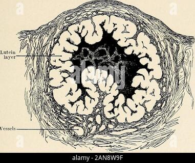 Corps jaune dans l'ovaire. Le doppler couleur numérisation sonore ultra ...