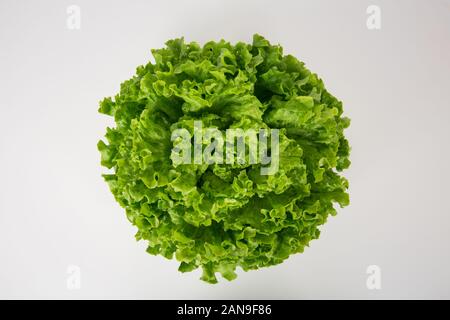 Salade de laitue batavia verte Vue de dessus la tête isolated on white ...