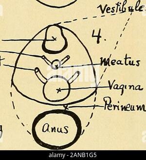 La morphologie du cloaque dans sa relation avec et génito-urinaires ...