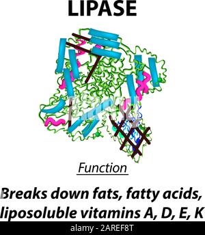 Formule chimique structurale moléculaire de l'amylase. Les fonctions du ...