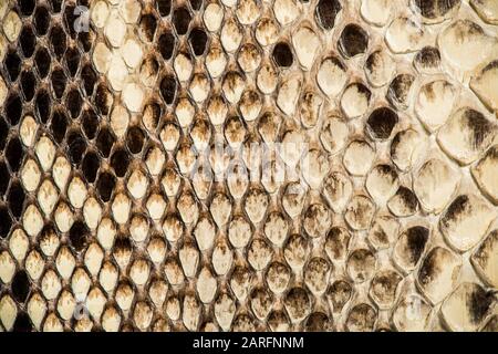 La texture de peau de serpent véritable Photo Stock - Alamy