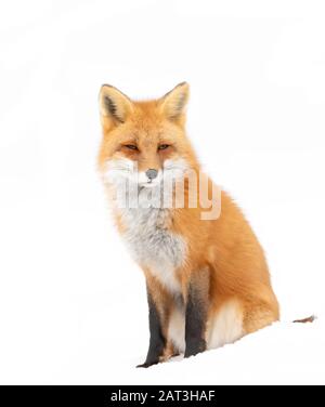 Renard roux (Vulpes vulpes) dans un pré fraîchement tondu / prairie ...