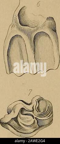 un atlas pictural des restes fossiles, composé d'illustrations colorées ...