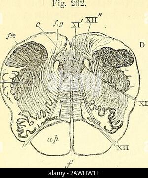 . Les éléments de l'anatomie de Quain . XII, le nerf hypoglossal ; p a ...