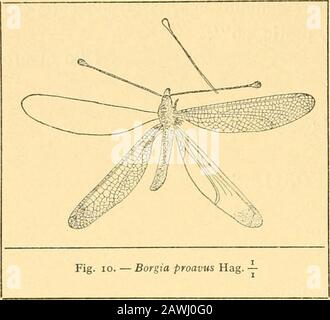 Sinopsis de los ascaláfidos : (InsNeur.) . Su cabeza es grande, con ...