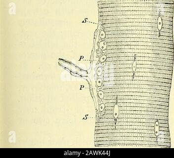 Les cellules musculaires cardiaques sont des cellules musculaires ...