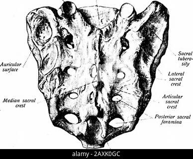 Un manuel d'anatomie . Surface Articulaire Apex Fig. 68.—la patella vue ...
