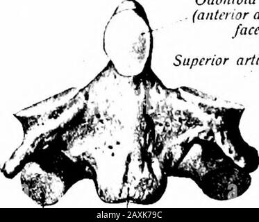 Un manuel d'anatomie . Processus articulaire supérieur Sacral canal ...