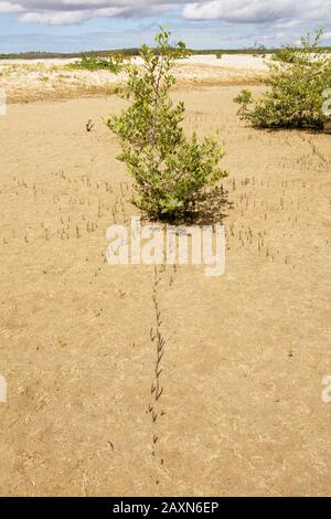 Manguezal em formação. Desenvolvimento de raiz radial, (Avicennia ...