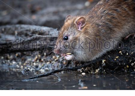Rat surmulot Rattus norvegicus manger poulets oeuf dans ferme avicole ...