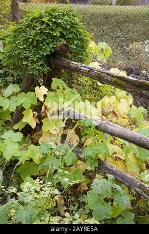 Rubus odoratus 'Rubra' - arbuste Grimpant et un Akebia quinata ...