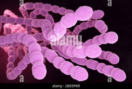 Streptococcus pneumoniae, ou pneumocoque, est une bactérie pathogène en ...