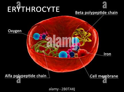 3d médicament érythrocytaire ou érythrocytaire isolé sur fond blanc ...
