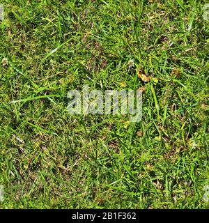 Texture d'herbe transparente et réaliste avec une résolution élevée de ...