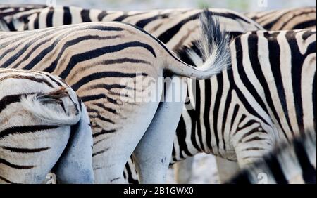 Burchell Equus burchelli zèbres Etosha postérieurs N P Namibie Afrique ...
