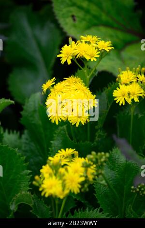 Leontodon rigens,hirondelle rigide,Leontodon rigens Girandole ...