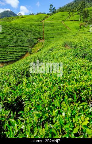 Plantation De The Au Sri Lanka