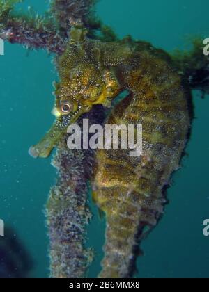 Gros plan sur un hippocampe de Whites de couleur jaune, un cheval de ...