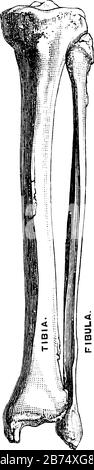 Les os de la jambe, tibia et péroné, vintage engraved illustration ...