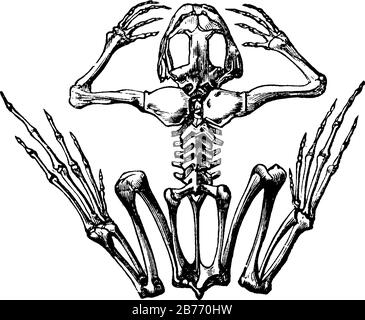 . L'anatomie de la grenouille. Les grenouilles -- Anatomie ; Amphibiens ...