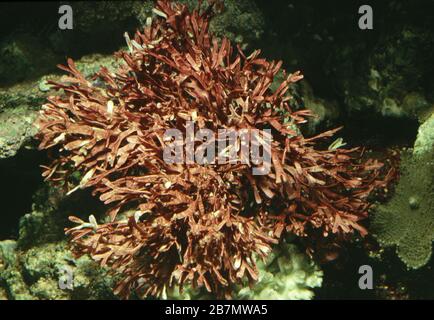 Bush d'algues rouges sous l'eau Photo Stock - Alamy