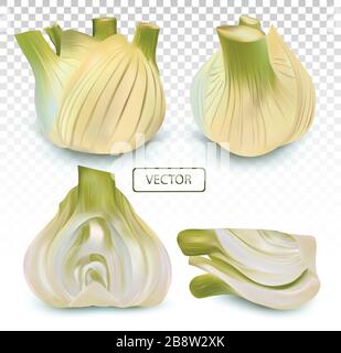 Fenouil réaliste en relief avec feuille verte. Épices aromatiques ...