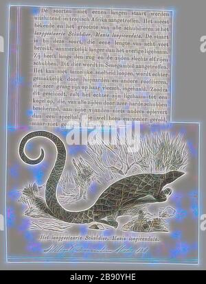 Manis longicaudata, Imprimer, le pangolin à longue queue (Phataginus ...