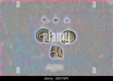 Les planorbes Planorbis albus blanc se nourrissent de mauvaises herbes de l'étang Royaume-Uni ...