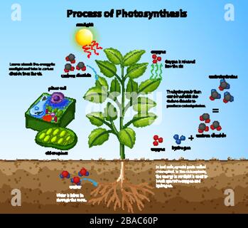 Schéma présentant le processus de la photosynthèse, le processus par ...