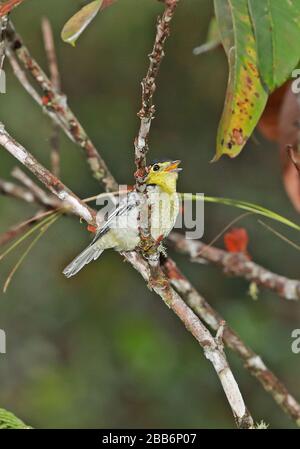 Barred Becard (Pachyraphus versicolor méridionnalis) mâle adulte perché ...