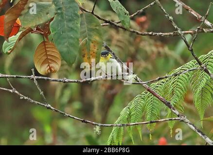 Barred Becard (Pachyraphus versicolor méridionnalis) mâle adulte perché ...