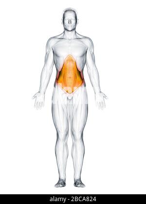 Illustration du muscle transverse de l'abdomen Photo Stock - Alamy