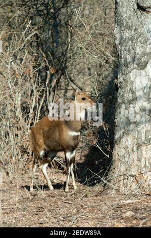 Bushbuck ou Antilope Bush (Tragelaphus scriptus sylvaticus), des ...