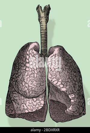 Système respiratoire humain, poumons, alvéoles. Schéma médical. À l ...
