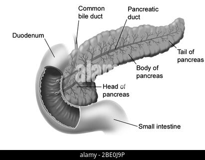 Pancréas, duodénum et intestin grêle, illustration Photo Stock - Alamy