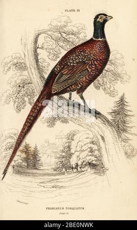 Faisan de Colchide Phasianus colchicus,. Gravure coloriée sur acier par ...