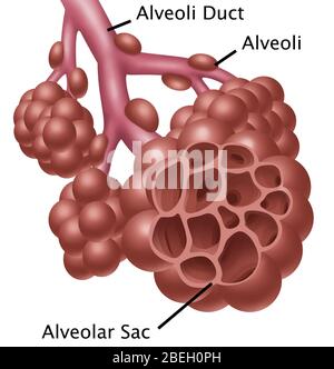 Alvéoles pulmonaires Alvéole pulmonaire ou l'anatomie du schéma d'un ...