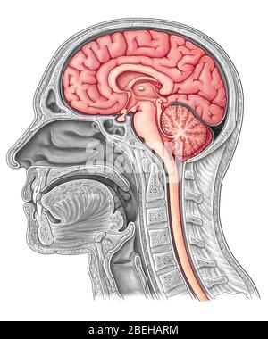 Cerveau pédoncule cérébral Anatomy for Medical concept 3D Illustration ...