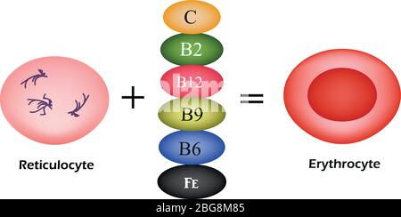 Les cellules de sang, développement des érythrocytes globules rouges ...