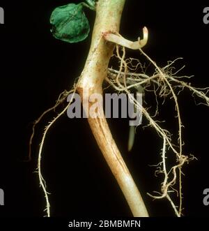 Polyscytalum pustulans spot de la peau lésions de peau sur la surface d ...