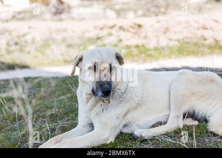 Berger avec chien de berger d'Anatolie, Kangal, Cappadoce, Anatolie ...