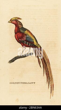 Chinois peint Faisan, Faisan doré (Chrysolophus pictus faisan ou ...