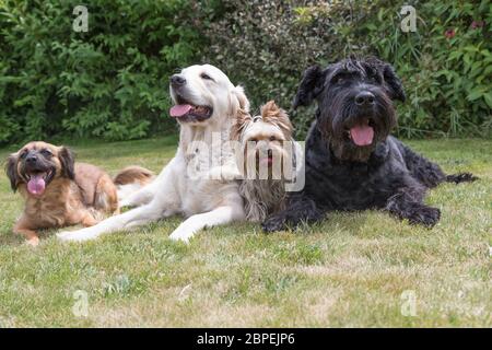 Golden Retriever Langue géant Photo Stock - Alamy