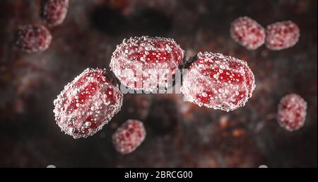 Science photo de bactéries Proteus mirabilis est une bactérie Gram ...