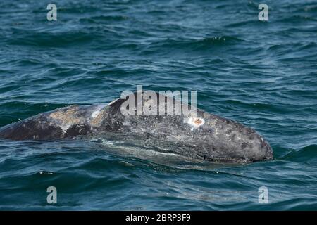 Les poux de baleine et les balanes sur Baleine grise, British Columbia ...