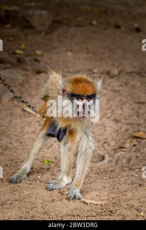 Afrique, Afrique de l'Ouest, Togo, Kara, Sarakawa. Un troupeau de ...